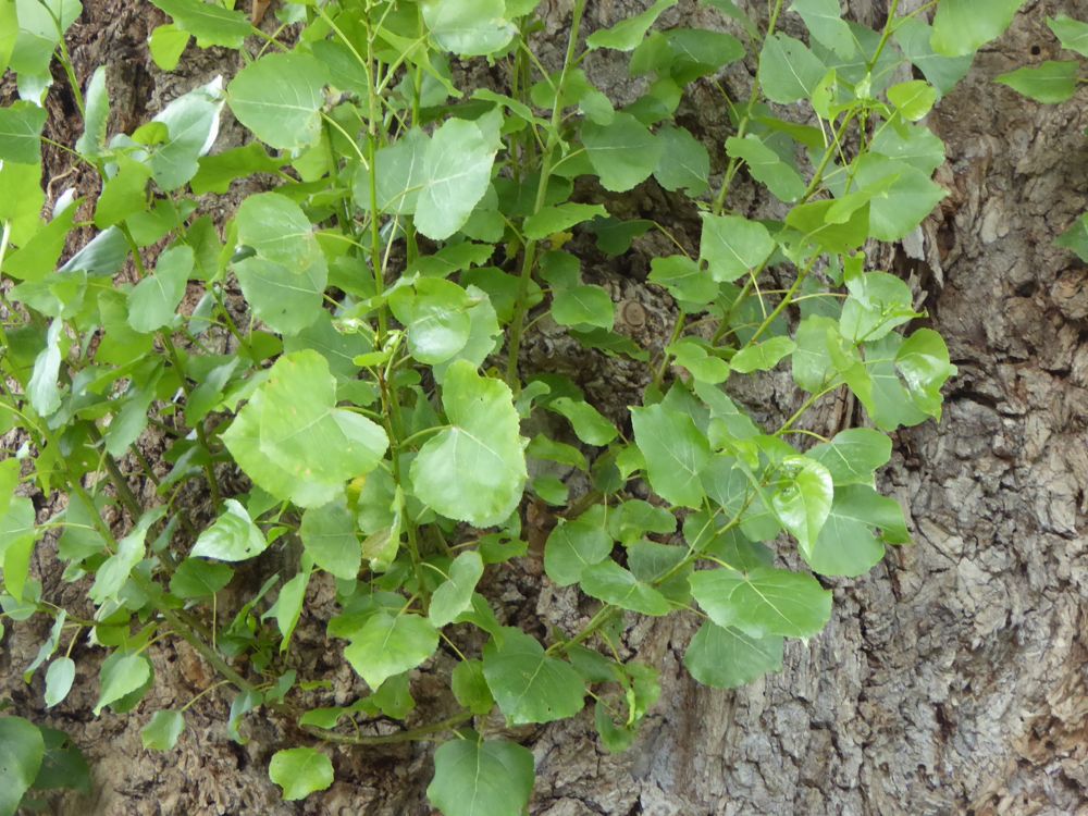 Pappel in Kallmünz - Baumkunde Forum