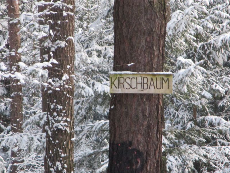 Naturlehrpfad, Baum Nr. 36 - Baumkunde Forum